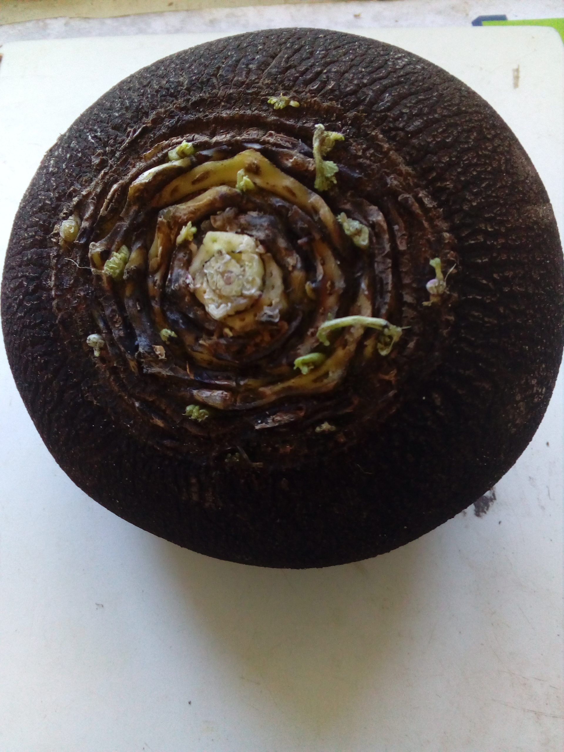 Schwarzer Winterrettich - Hof Johansson